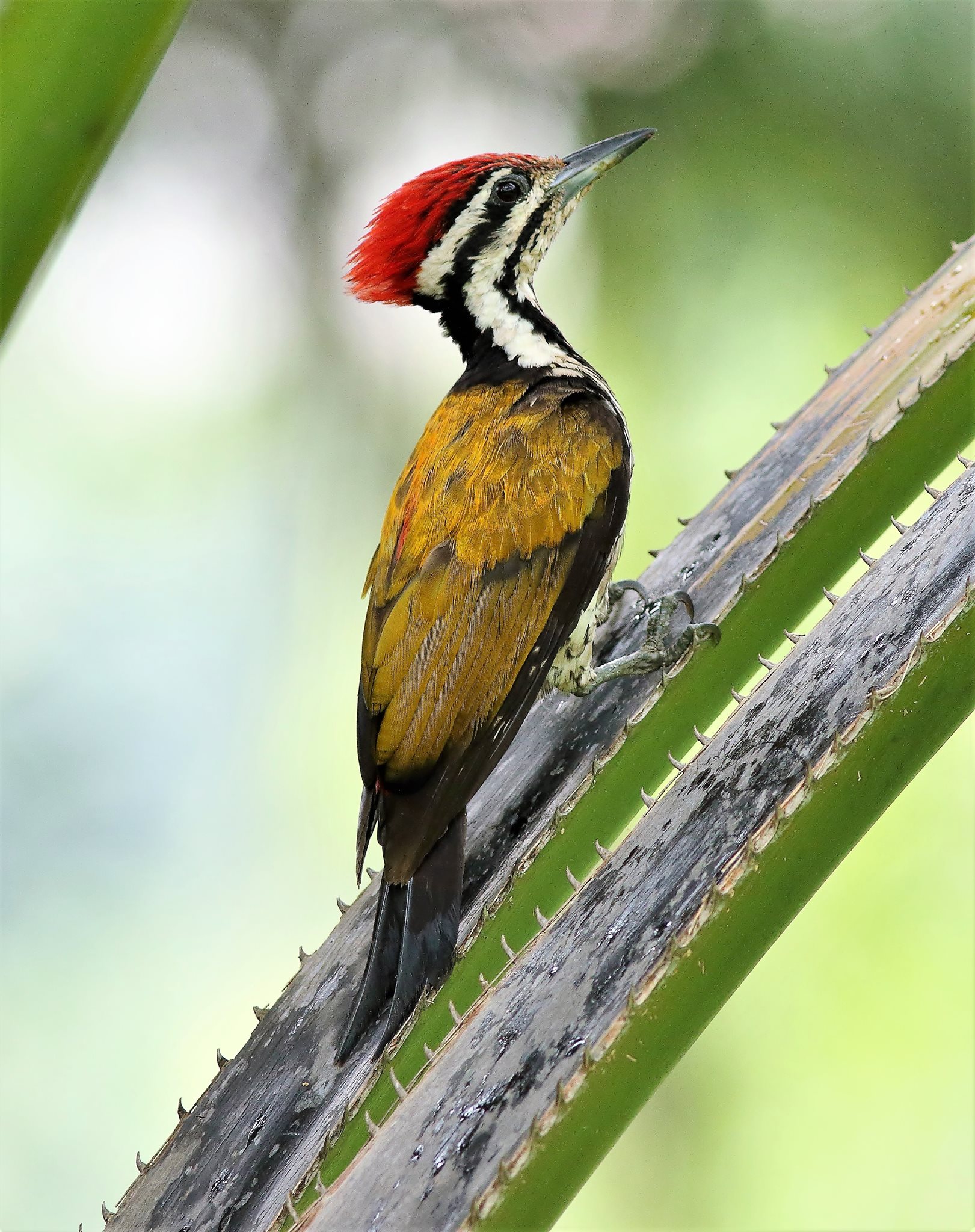 Common Flameback – Birds of Singapore