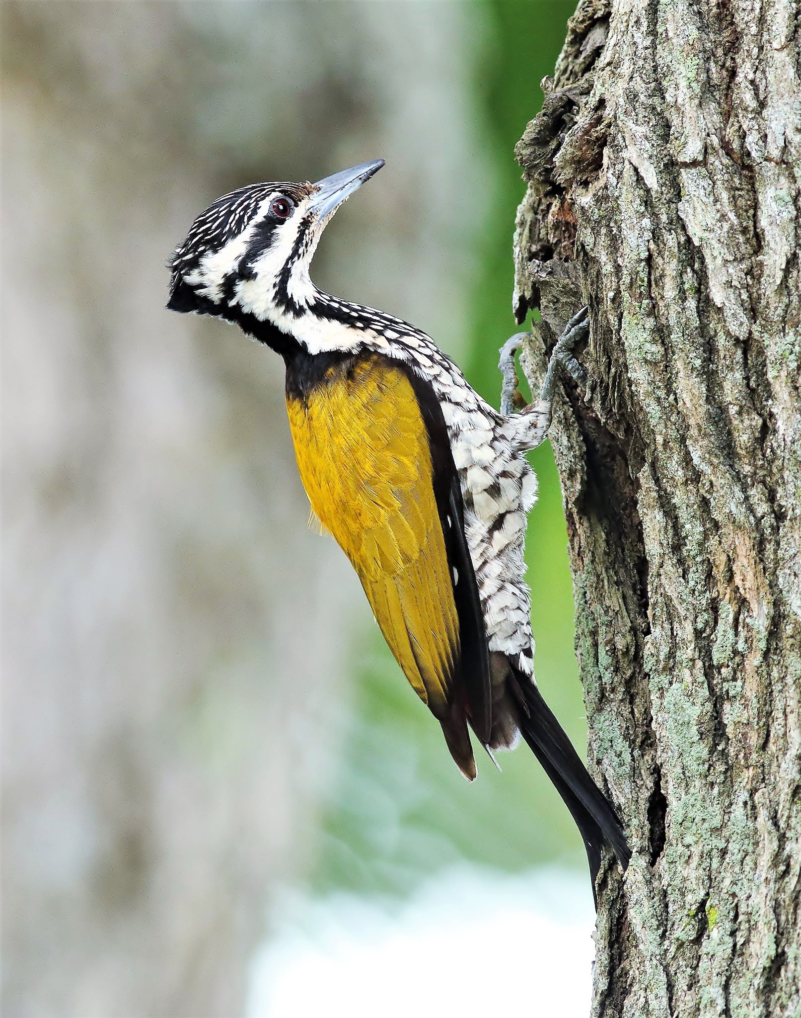 Common Flameback – Birds of Singapore
