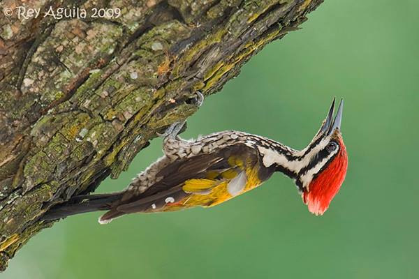 Common Flameback – Birds of Singapore