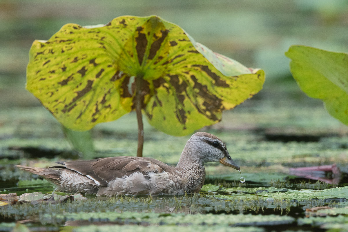 Cotton Pygmy Goose – Birds of Singapore