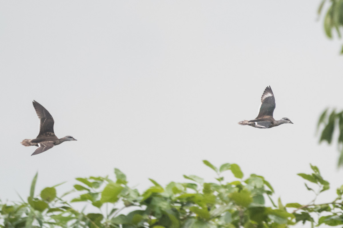Cotton Pygmy Goose – Birds of Singapore