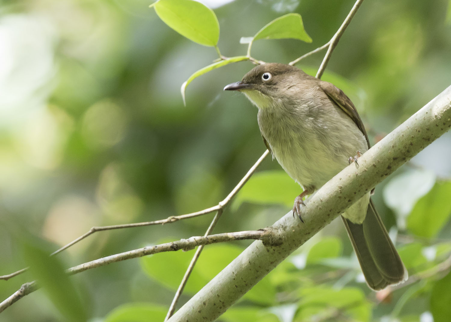 Cream-vented Bulbul – Birds of Singapore