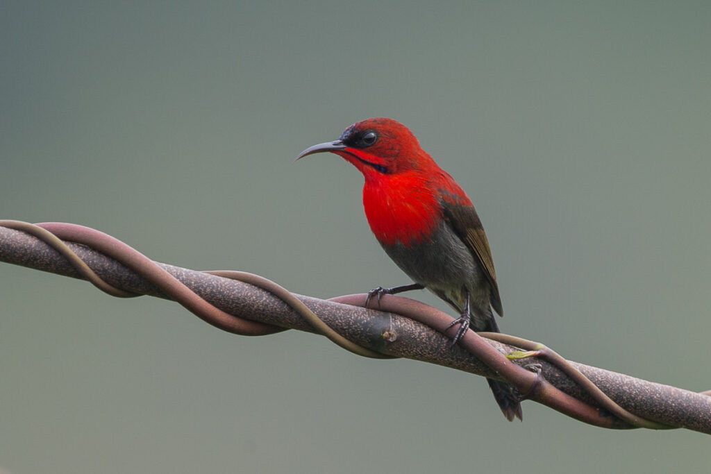 Crimson Sunbird – Birds of Singapore