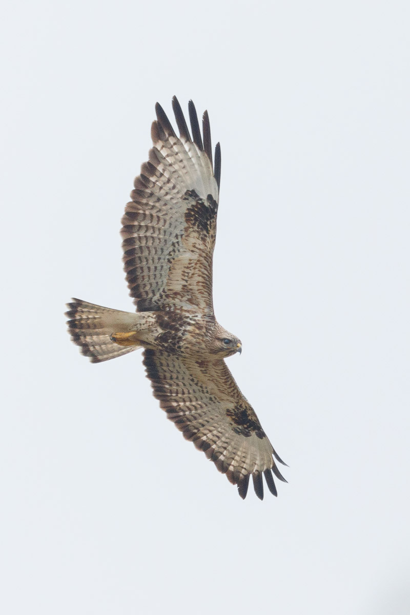 Eastern Buzzard – Birds of Singapore