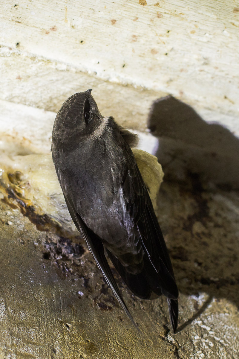 Edible-nest Swiftlet – Birds of Singapore