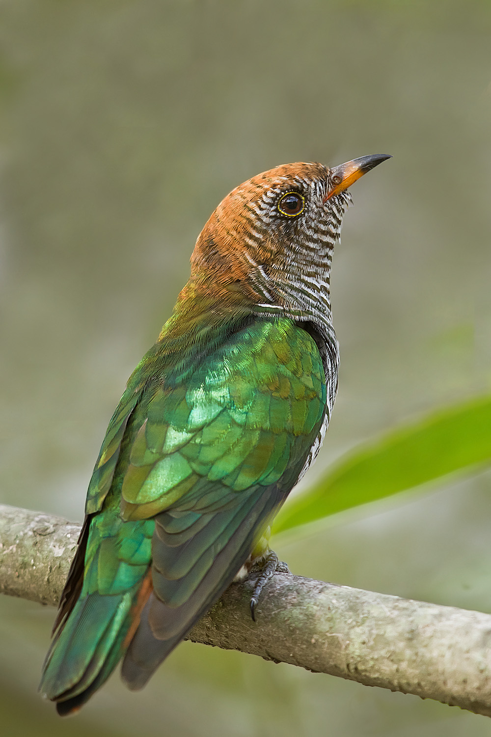 Asian Emerald Cuckoo – Birds of Singapore