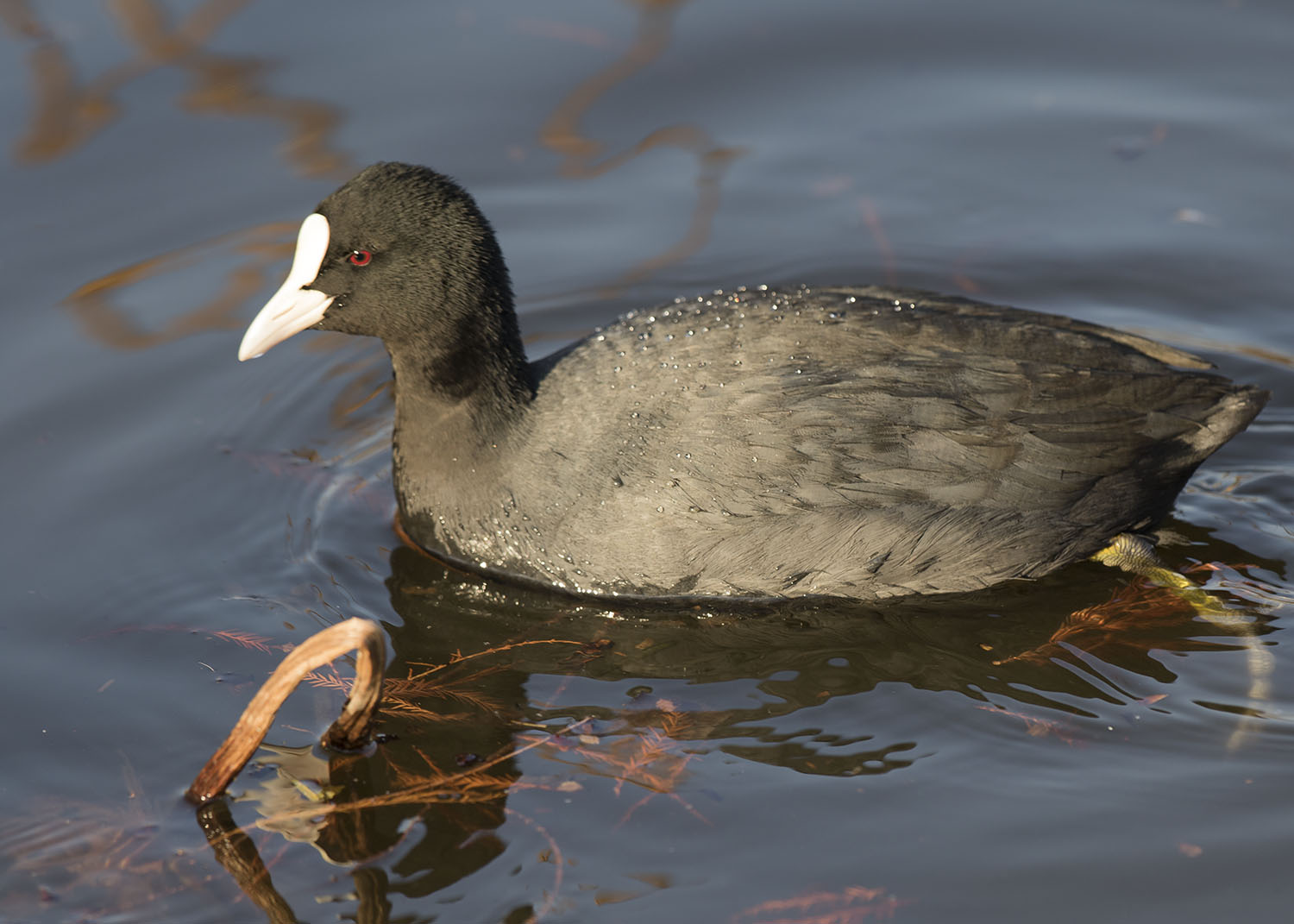 Eurasian Coot – Birds of Singapore