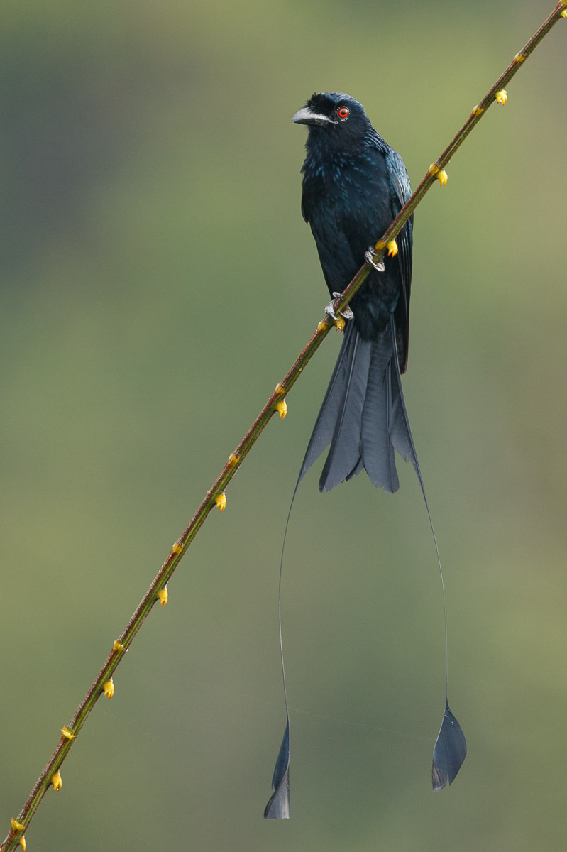 Greater Racket-tailed Drongo – Birds of Singapore