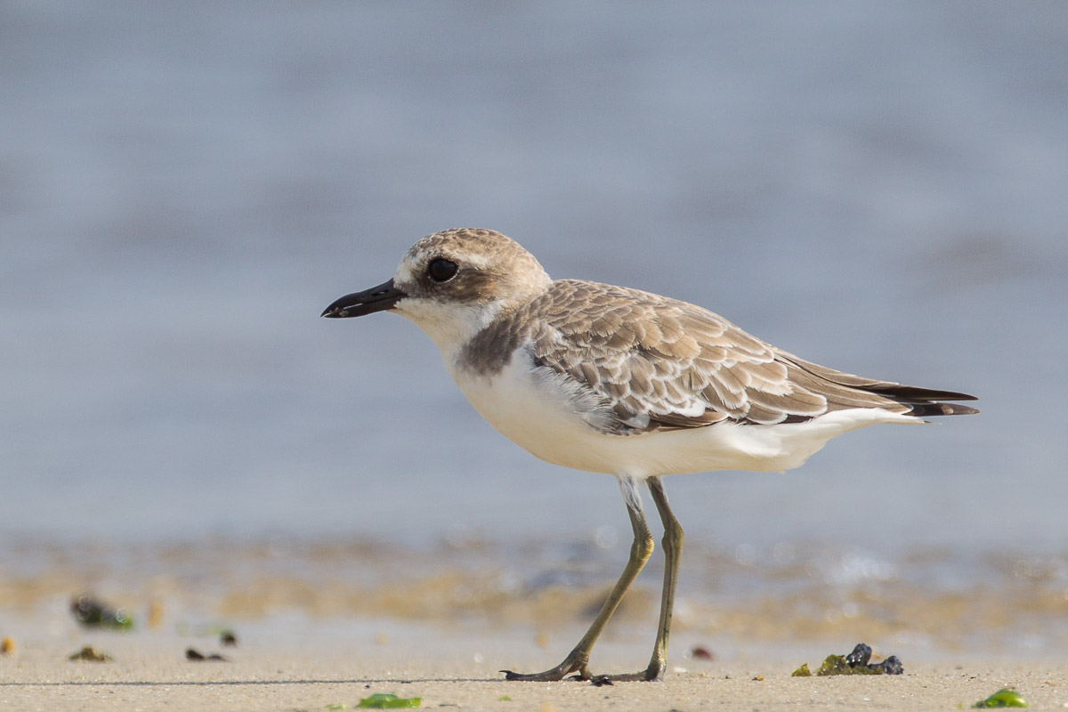 Greater Sand Plover – Birds of Singapore