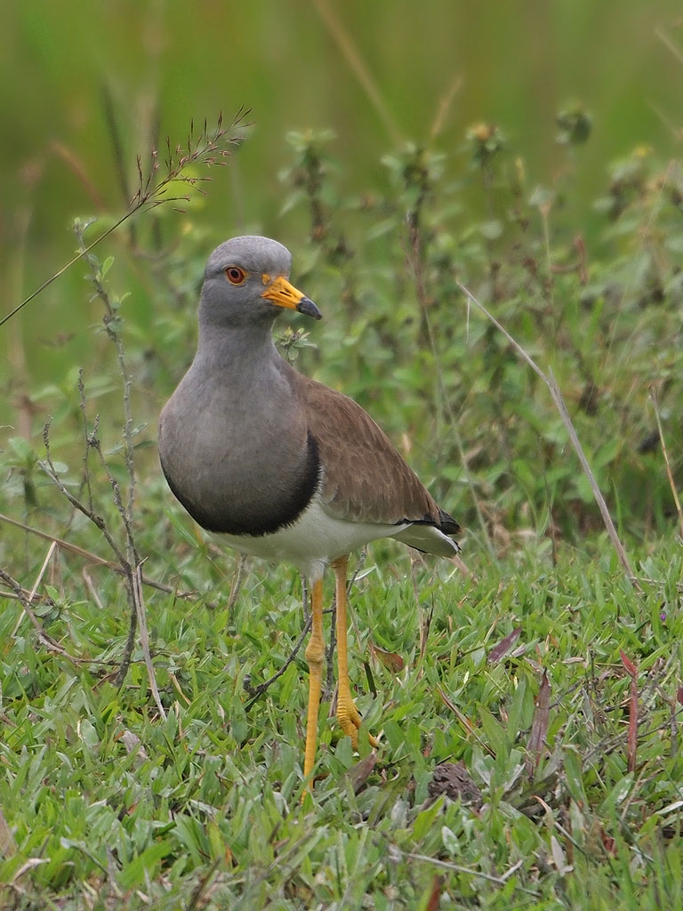 Grey-headed Lapwing – Birds of Singapore