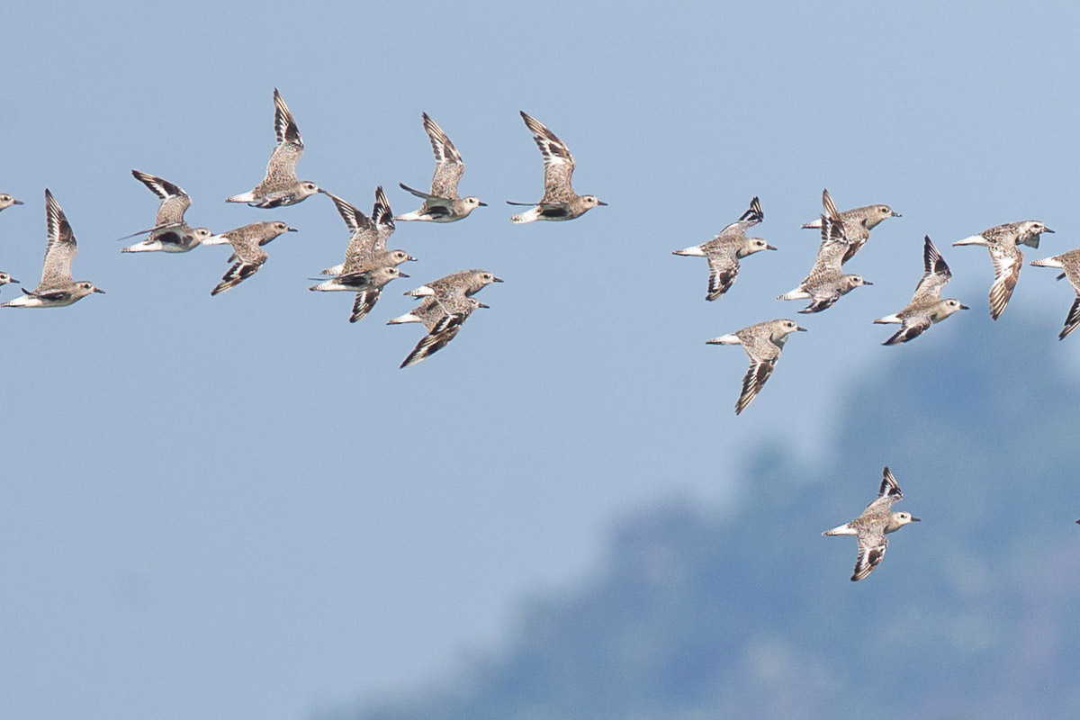 Grey Plover – Birds of Singapore