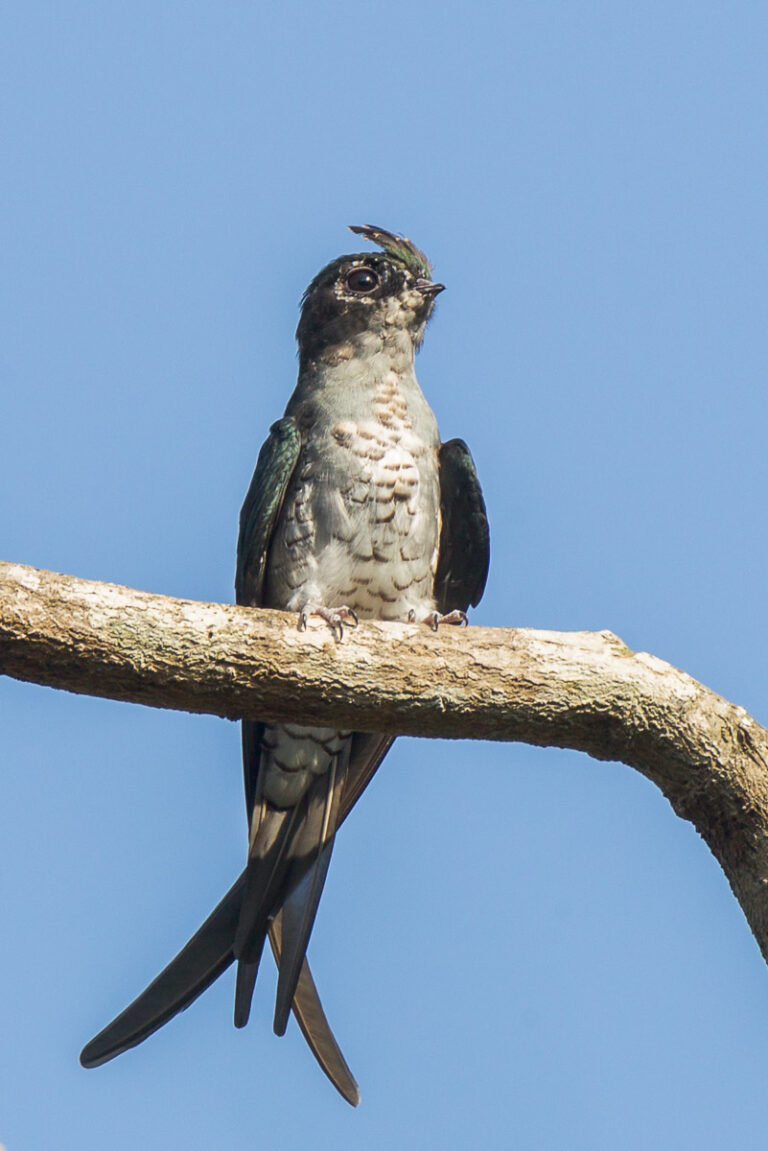 Grey-rumped Treeswift – Birds of Singapore