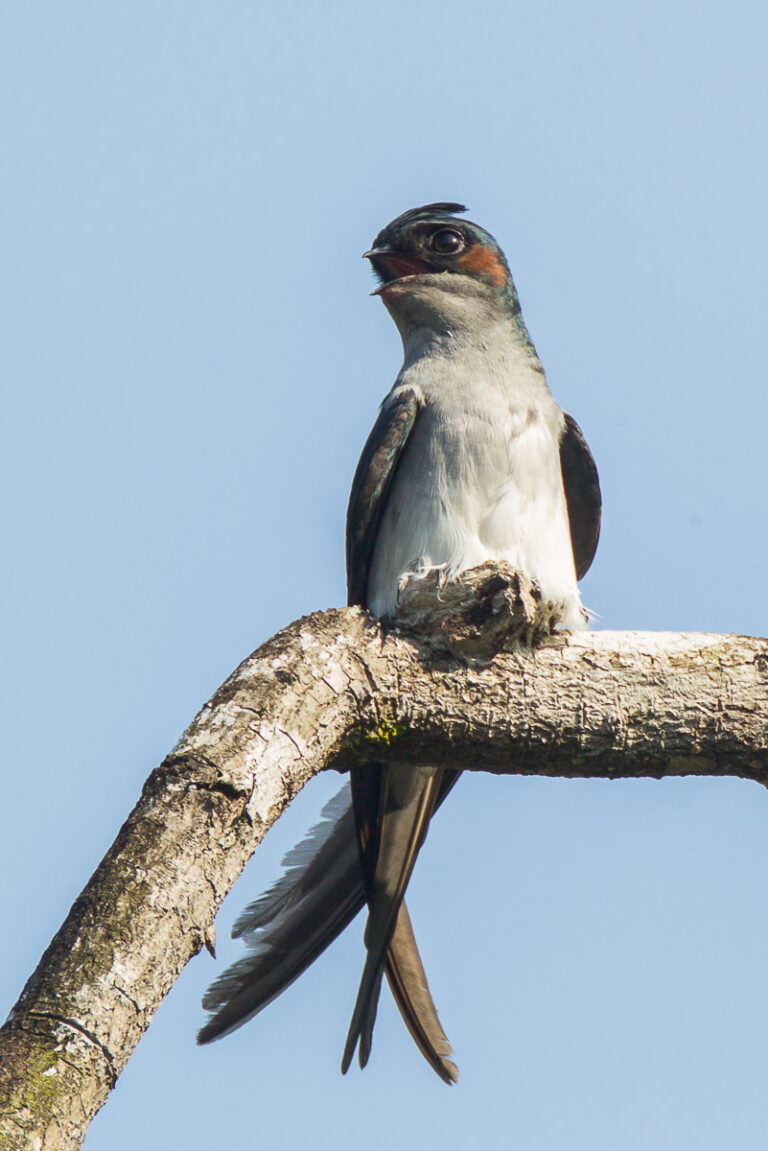 Grey-rumped Treeswift – Birds of Singapore
