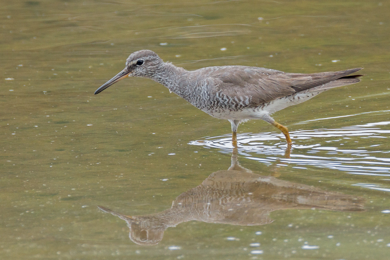 Grey-tailed Tattler – Birds of Singapore