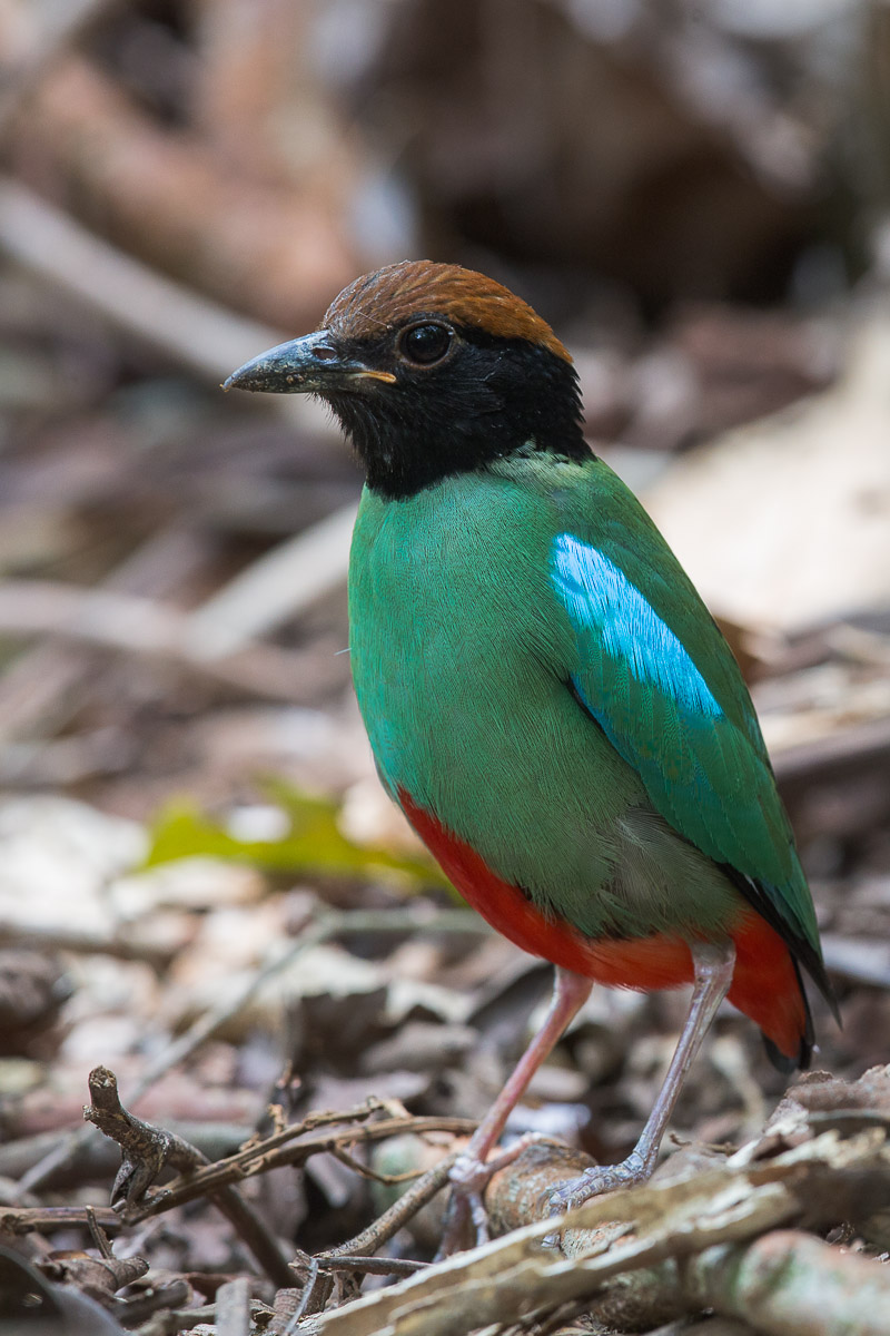 Hooded Pitta – Birds of Singapore