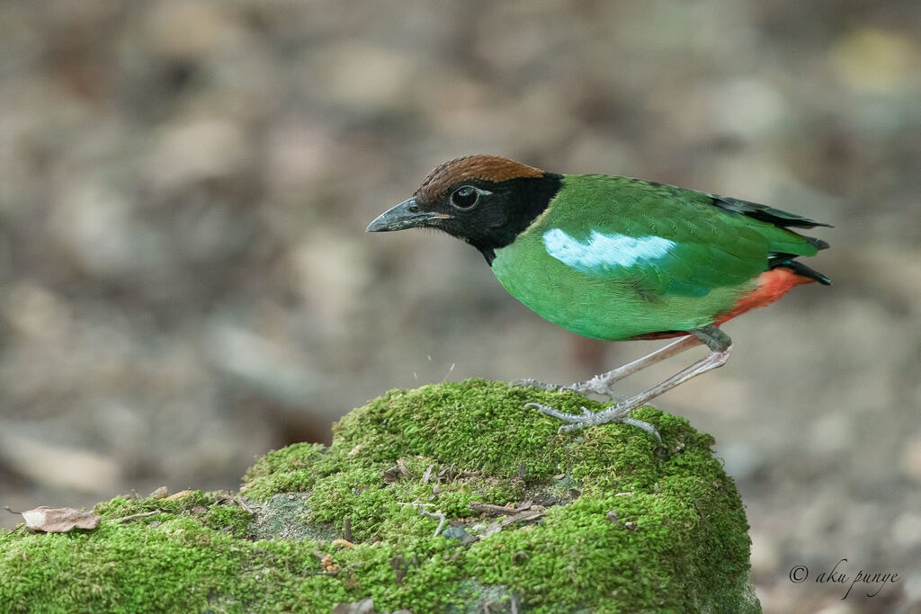 Western Hooded Pitta – Birds of Singapore