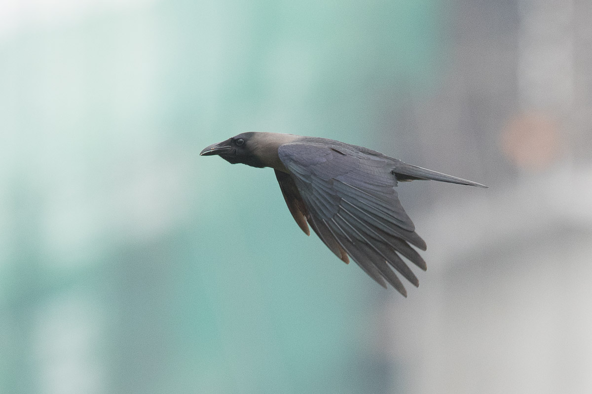 House Crow – Birds of Singapore