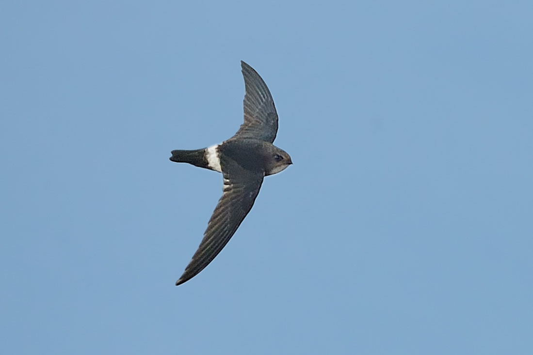 House Swift – Birds of Singapore