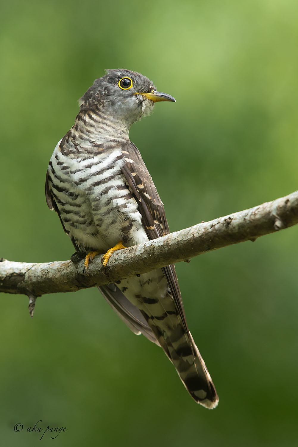 Indian Cuckoo – Birds of Singapore