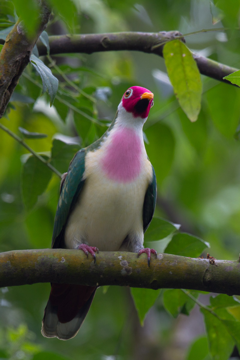 Jambu Fruit Dove – Birds of Singapore