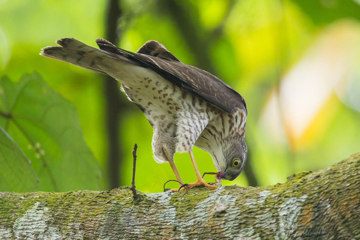 Japanese Sparrowhawk – Birds of Singapore