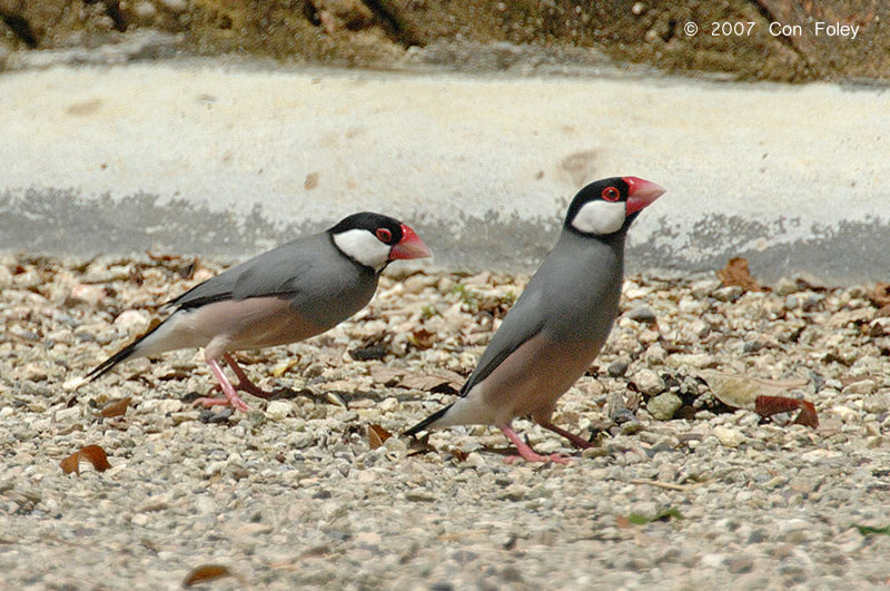 Java Sparrow – Birds of Singapore