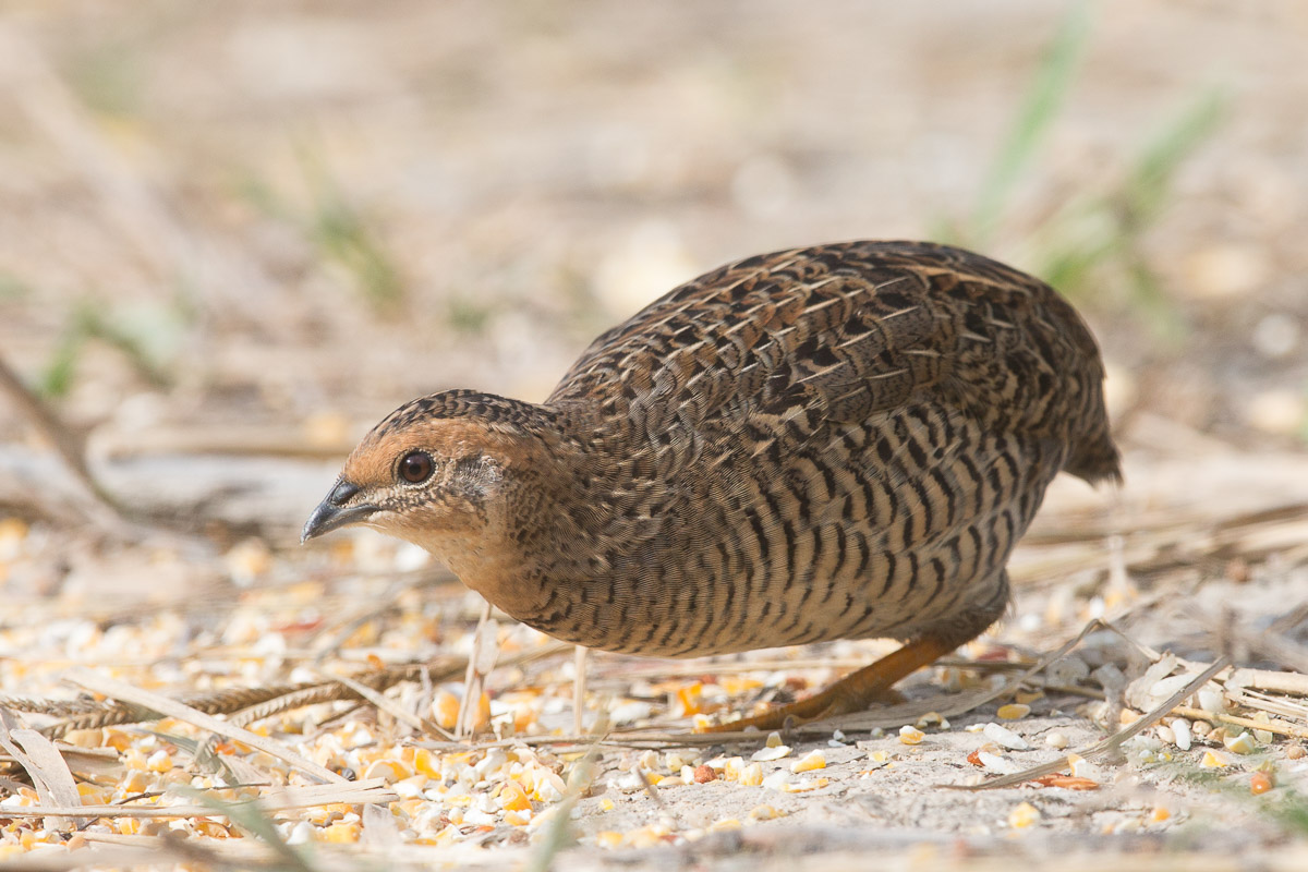 King Quail – Singapore Birds Project