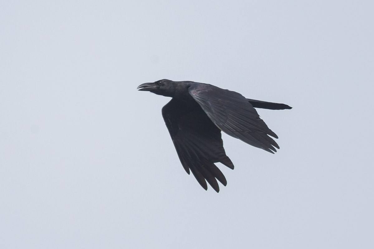 Large-billed Crow – Birds of Singapore