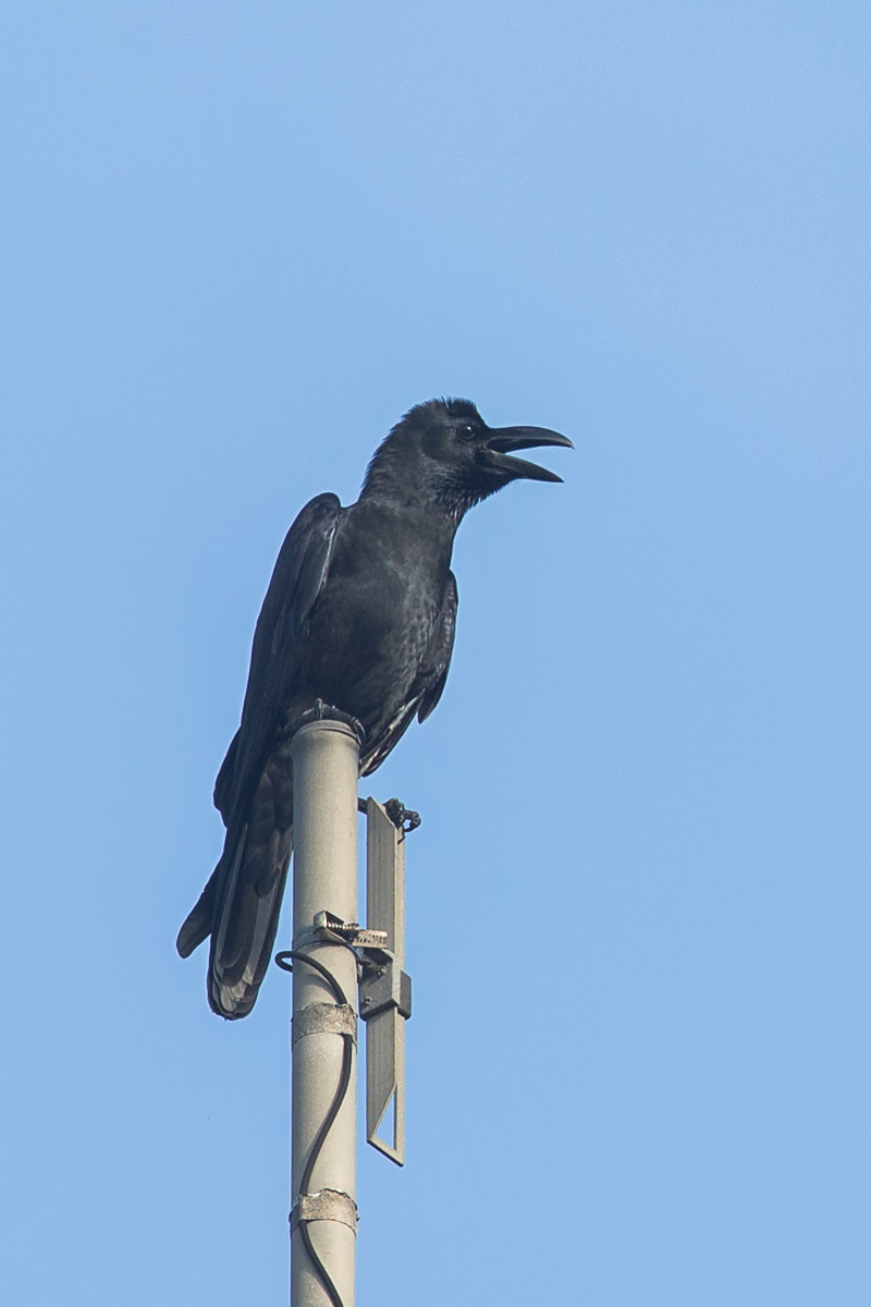 Large-billed Crow – Birds of Singapore