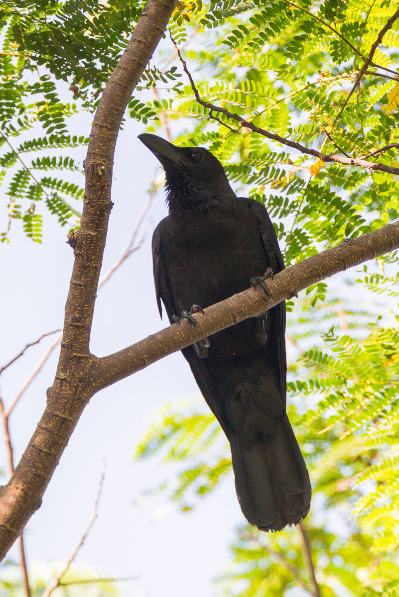 Large-billed Crow – Birds of Singapore