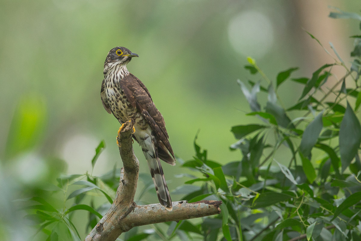 Large Hawk-Cuckoo – Singapore Birds Project