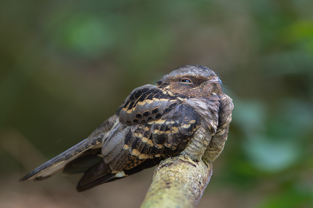 Large-tailed Nightjar – Birds of Singapore