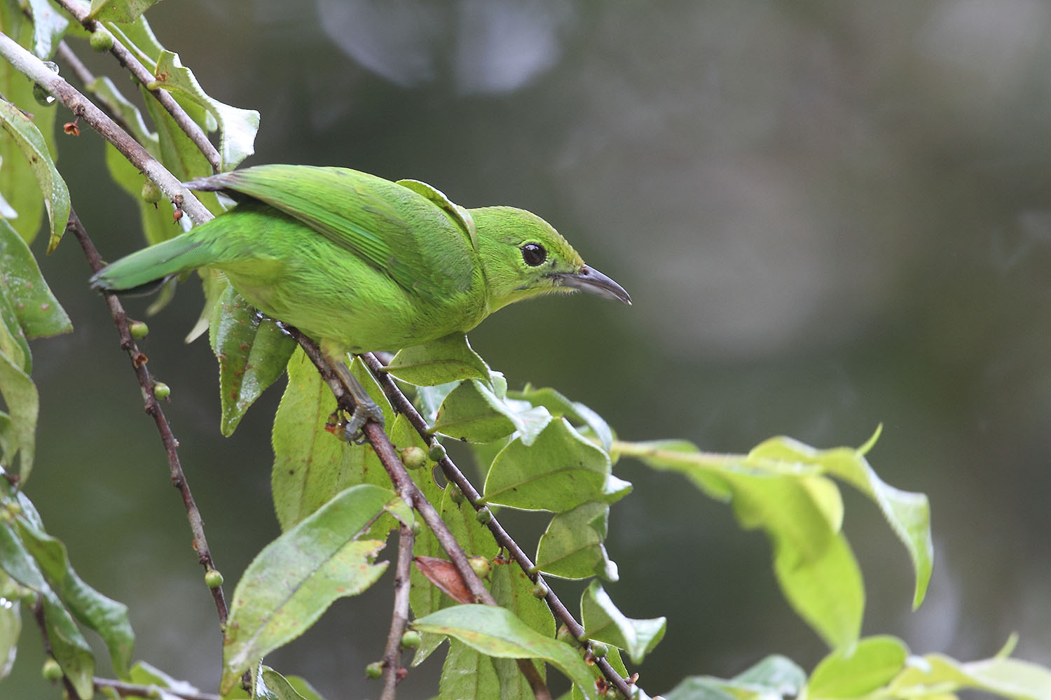 Lesser Green Leafbird – Birds of Singapore
