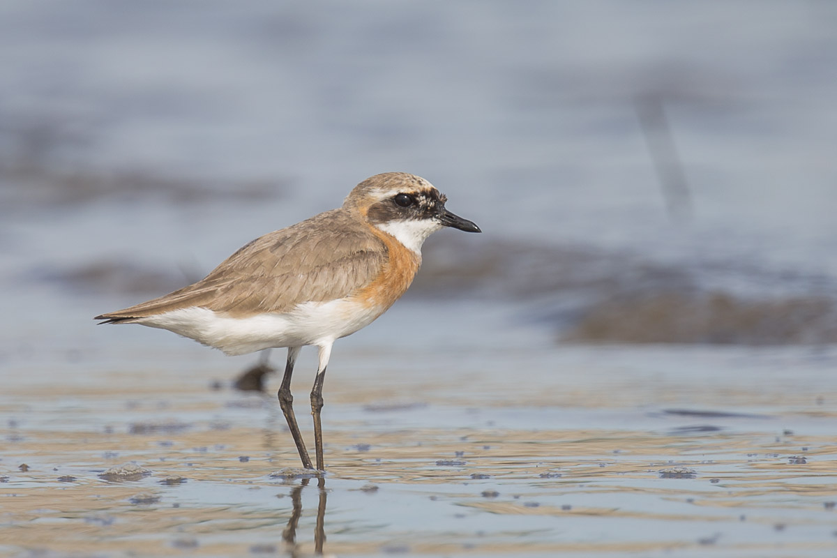 Tibetan Sand Plover – Birds of Singapore