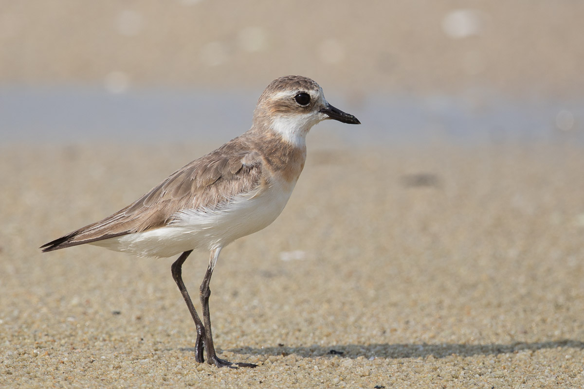 Tibetan Sand Plover – Birds of Singapore