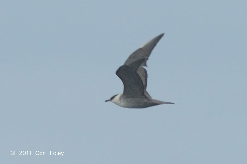 Long-tailed Jaeger – Birds of Singapore
