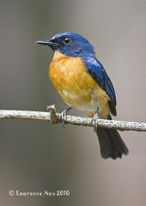 Mangrove Blue Flycatcher – Birds of Singapore