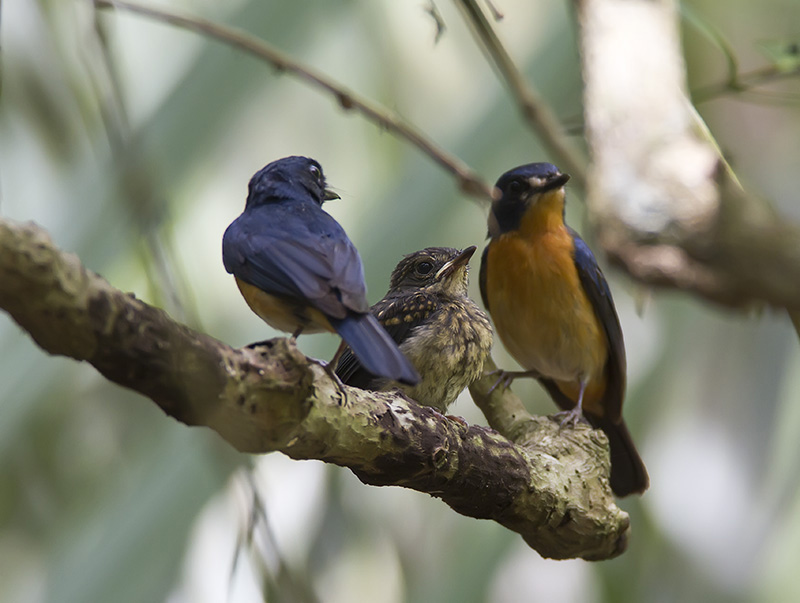 Mangrove Blue Flycatcher – Birds of Singapore