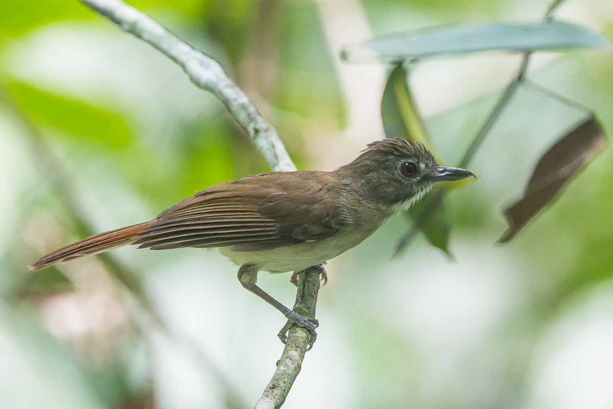 Moustached Babbler – Birds of Singapore