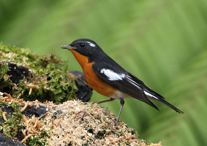 Mugimaki Flycatcher – Birds of Singapore