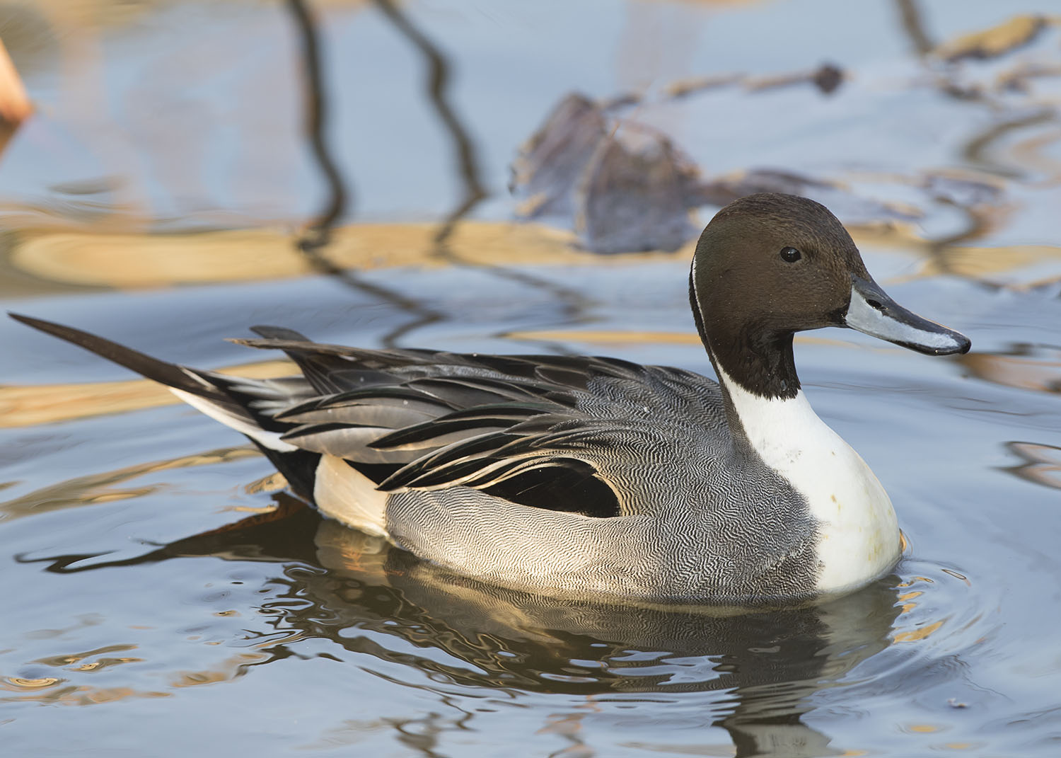 Northern Pintail – Birds of Singapore