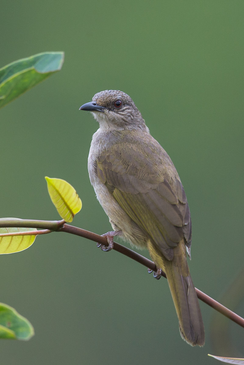 Olive-winged Bulbul – Birds of Singapore