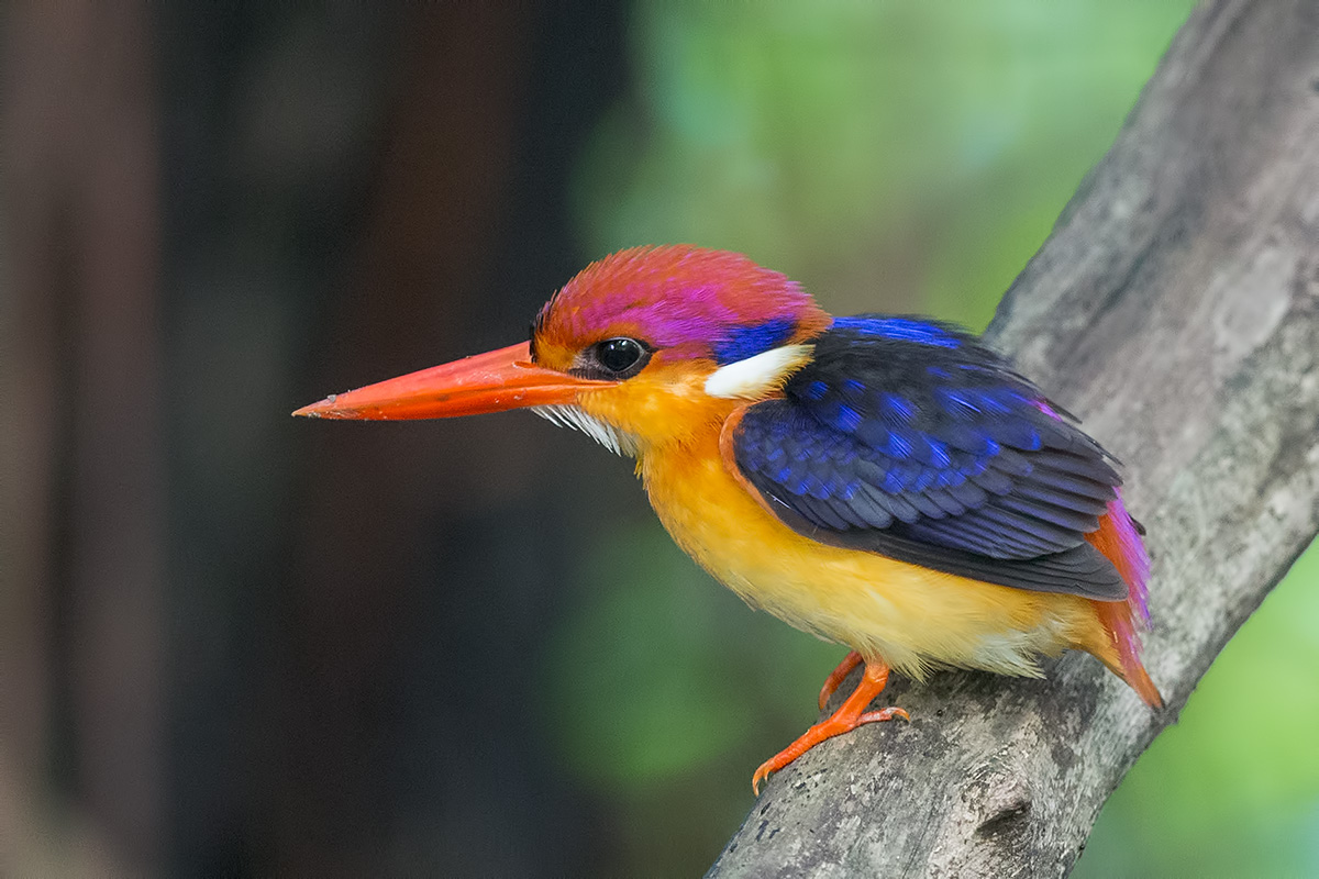 Black-backed Dwarf Kingfisher – Birds of Singapore