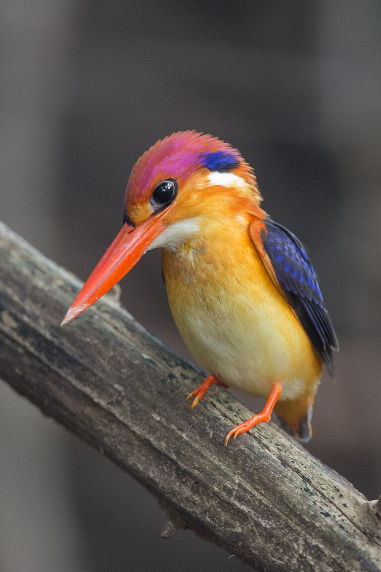 Oriental Dwarf Kingfisher – Birds of Singapore