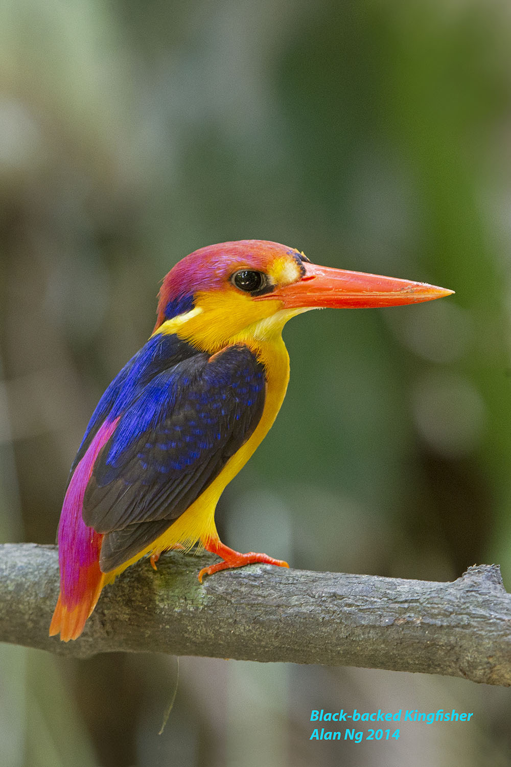 Black-backed Dwarf Kingfisher – Birds of Singapore