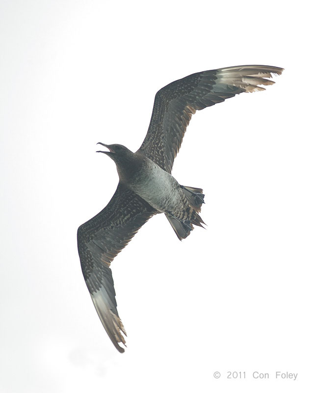 Parasitic Jaeger – Birds of Singapore