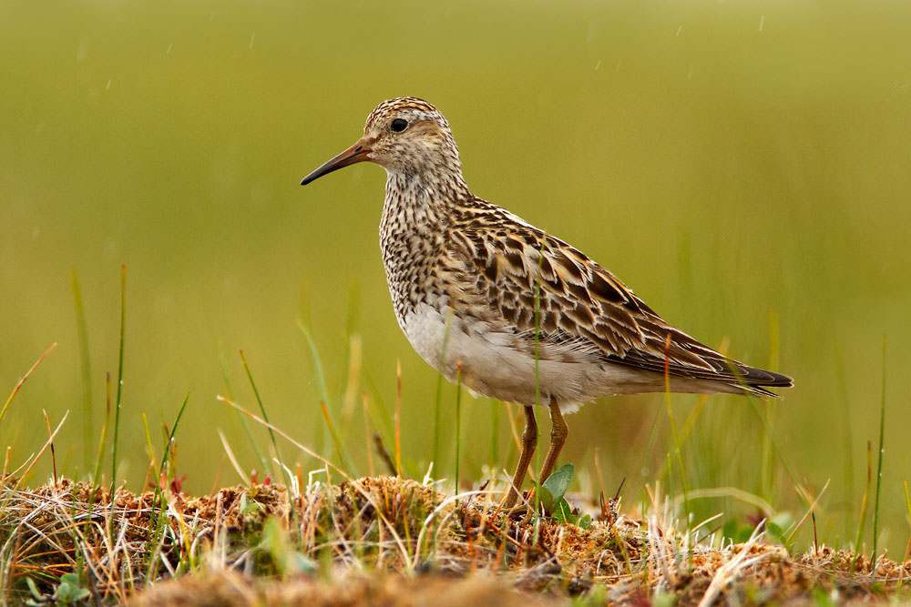 Pectoral Sandpiper – Birds of Singapore