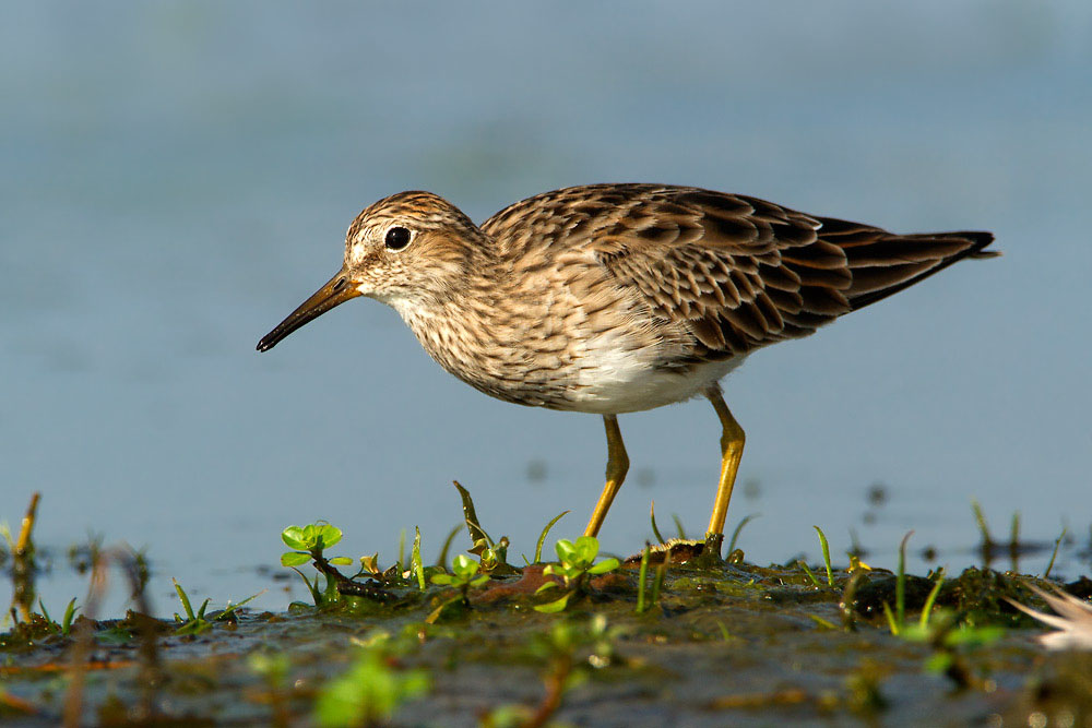 Pectoral Sandpiper – Birds of Singapore