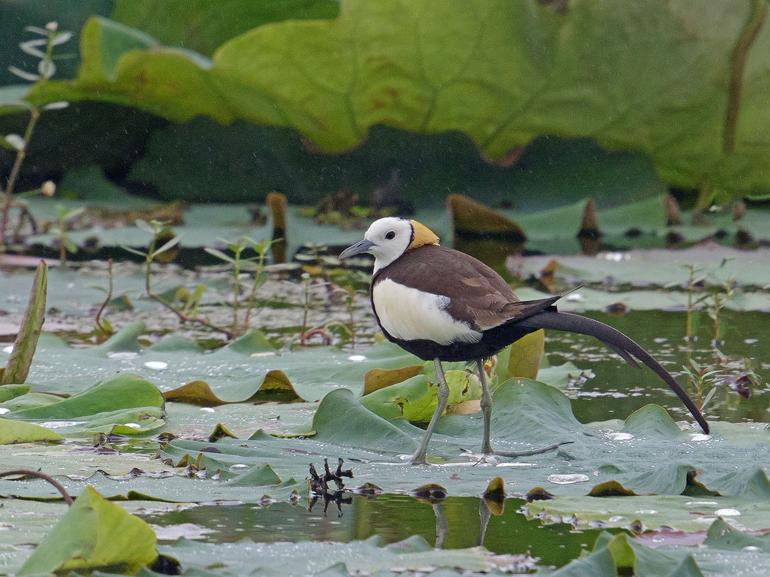 Pheasant-tailed Jacana – Birds of Singapore