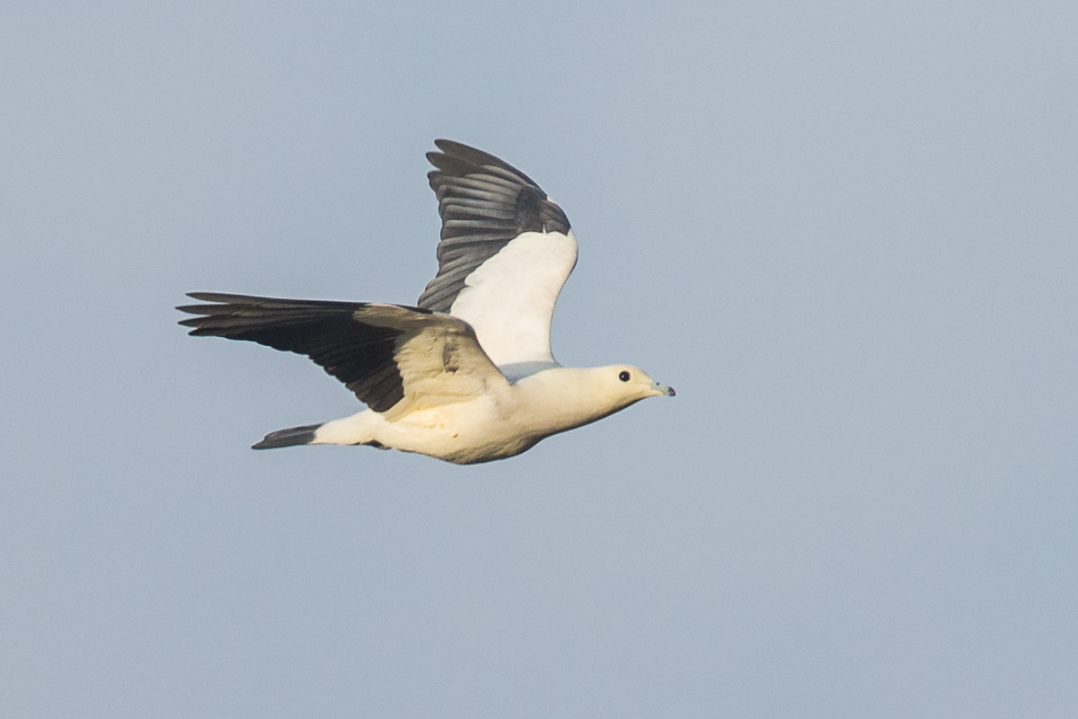 Pied Imperial Pigeon – Singapore Birds Project